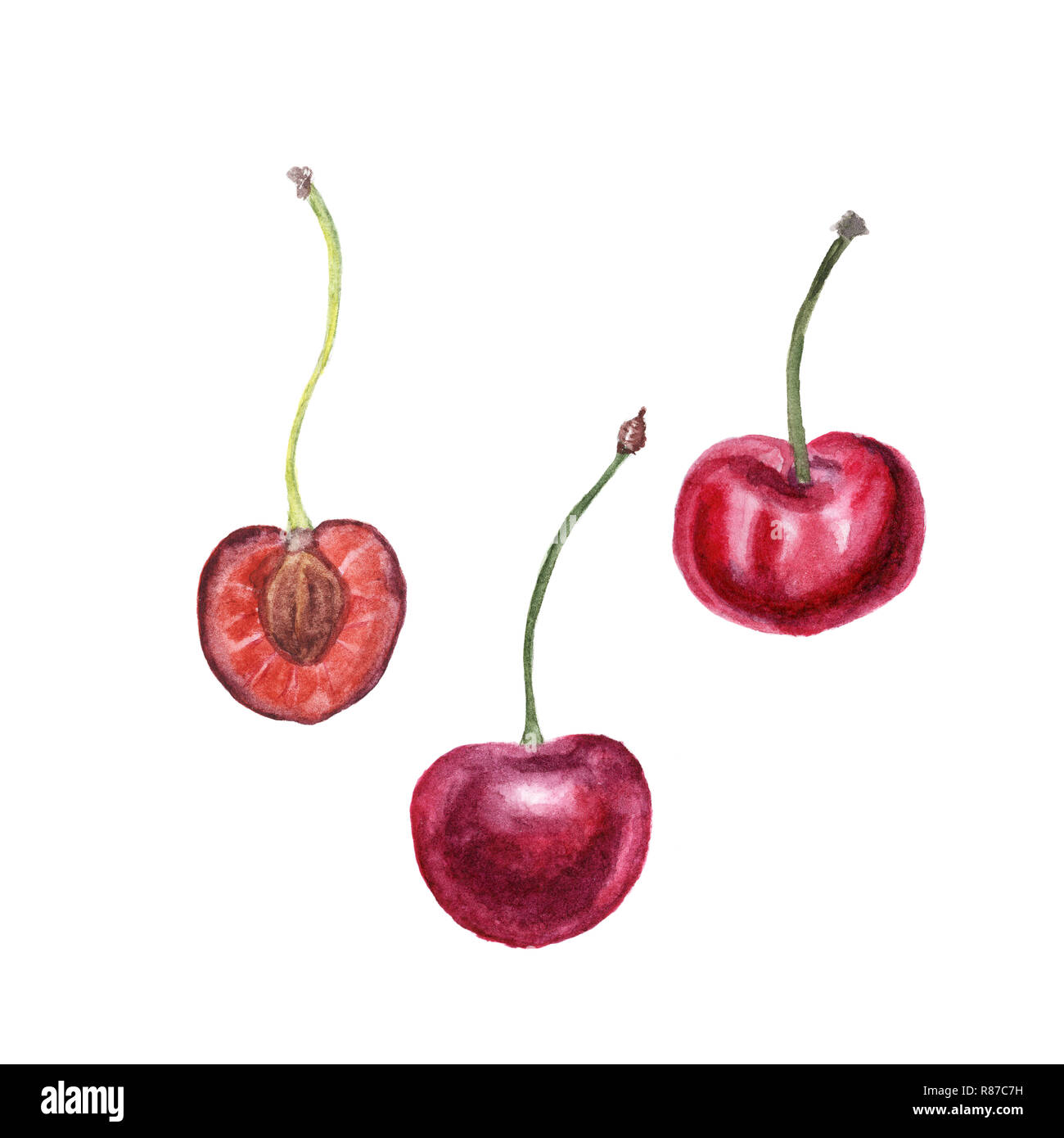 Ripe cherry painted with watercolor on white background. Botany ...