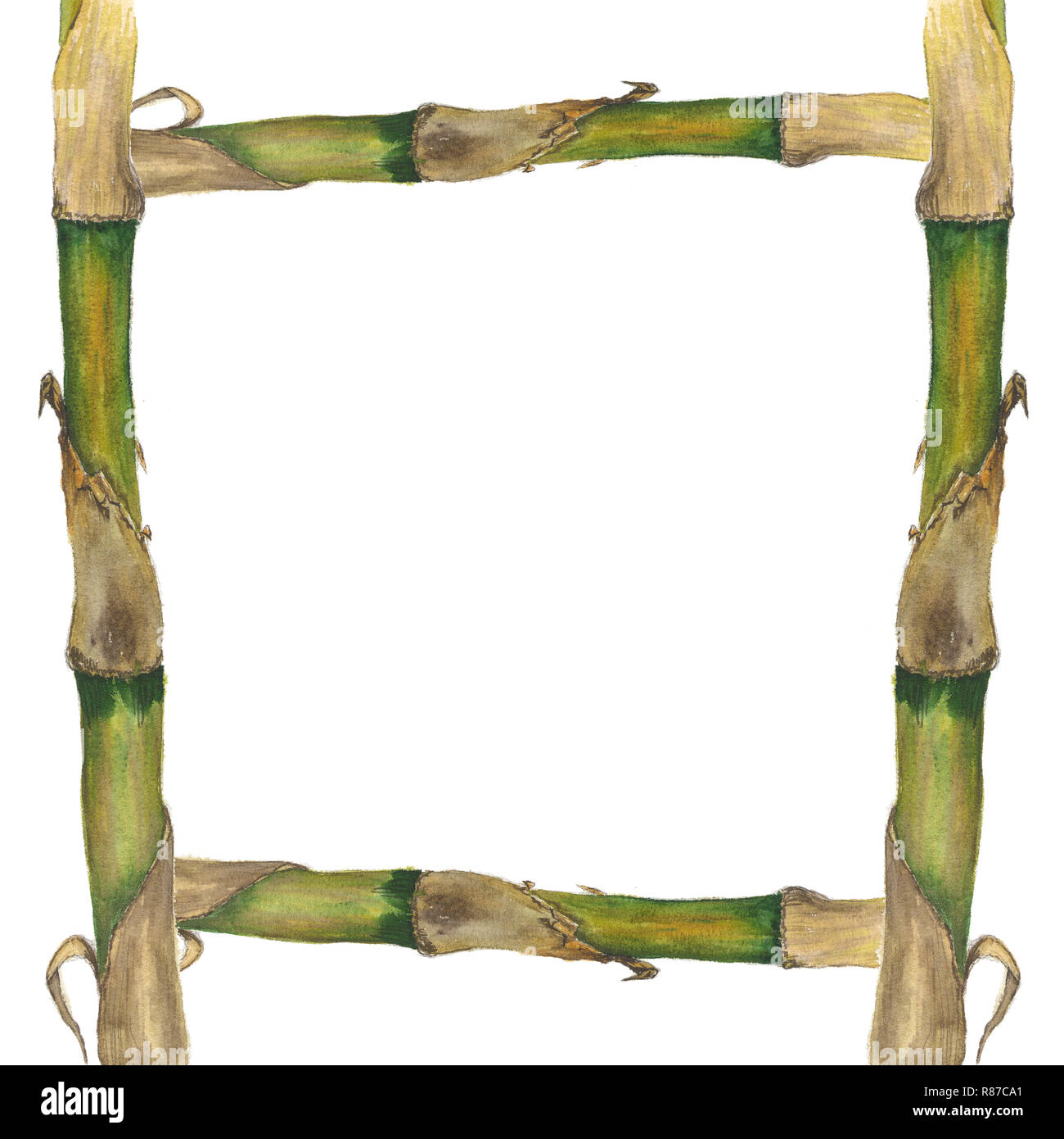 Watercolor bamboo frame with ropes isolated on white background. Hand ...