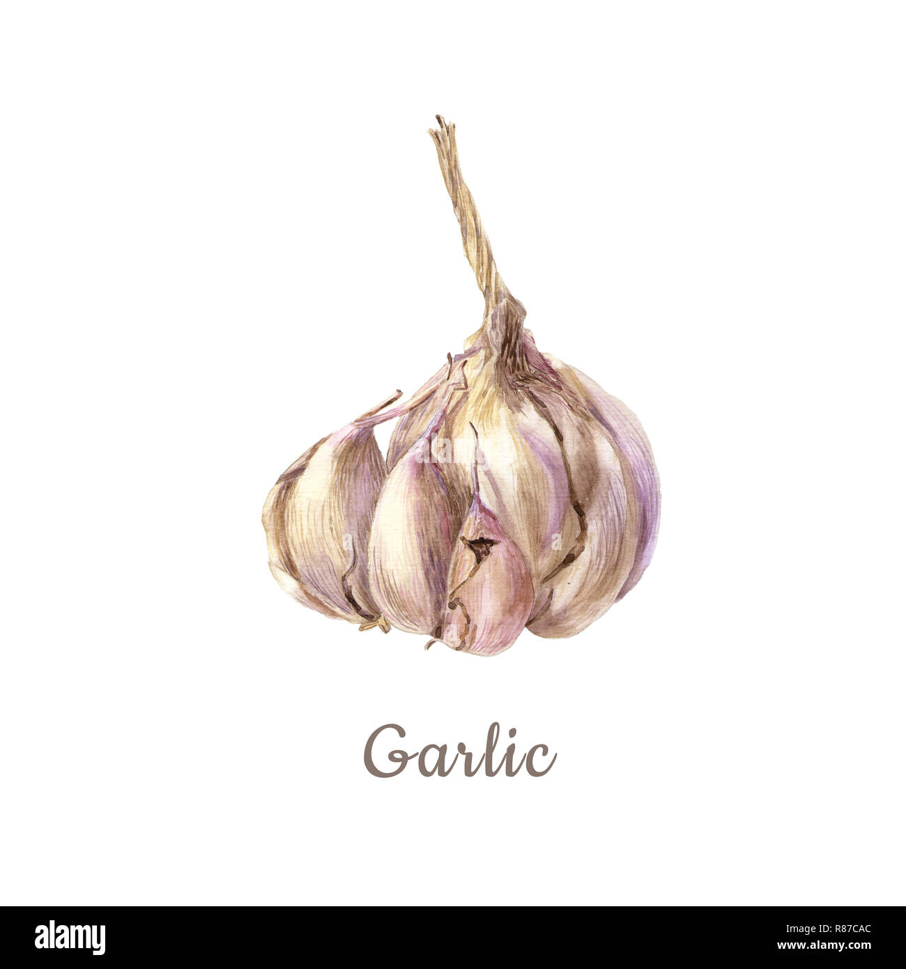 Botanical watercolor illustration of garlic bulb isolated on white ...