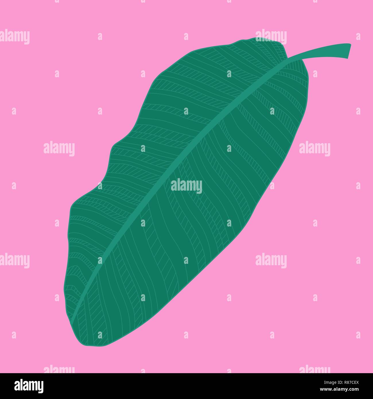 Abstract tropical banana palm leaf. Vector Illustration EPS10 Stock ...