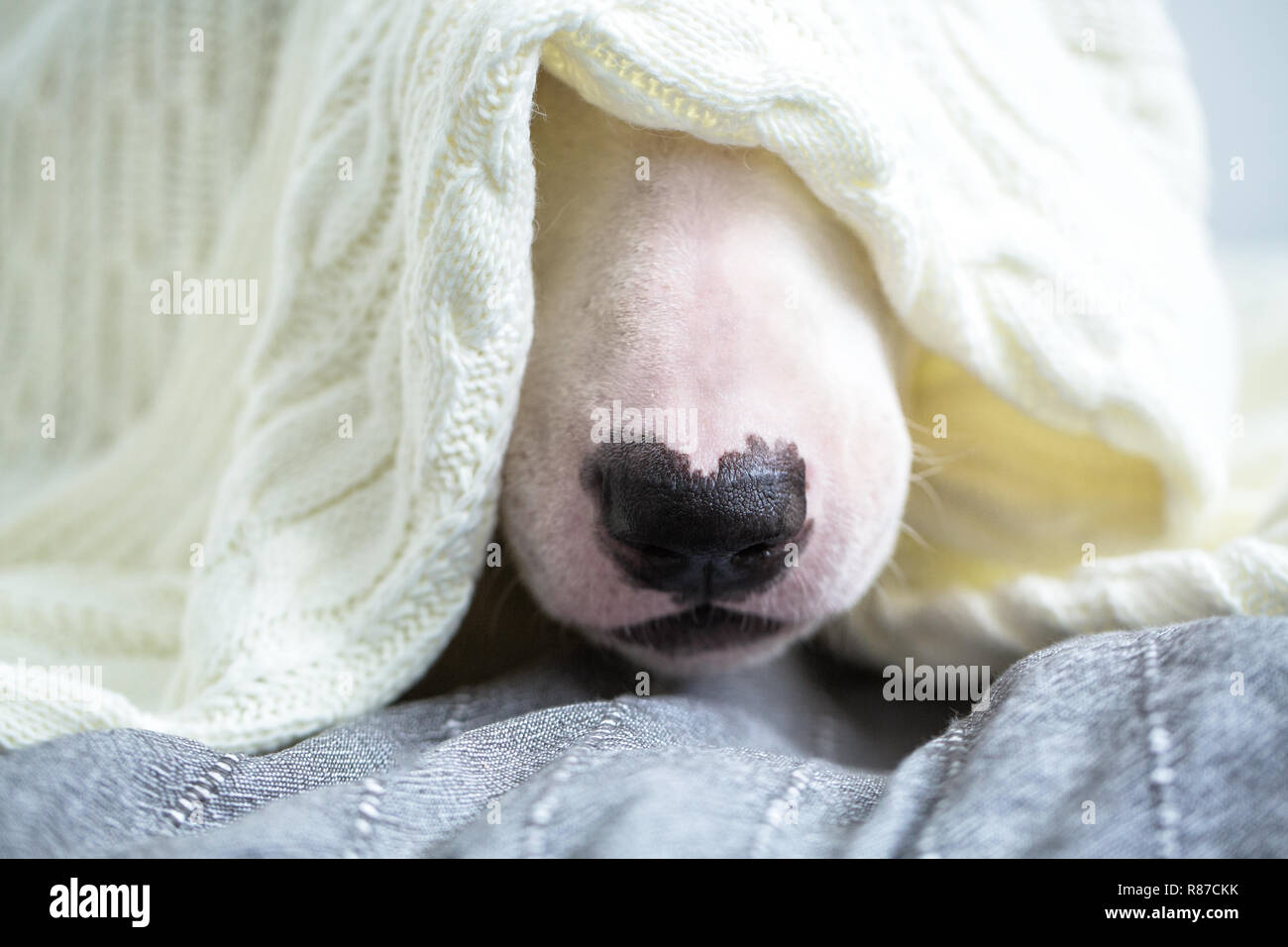 A cute white English bull terrier is sleeping on a bed under a white ...