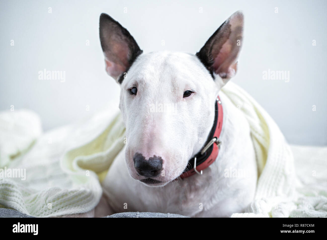 A cute white English bull terrier is sleeping on a bed under a white ...
