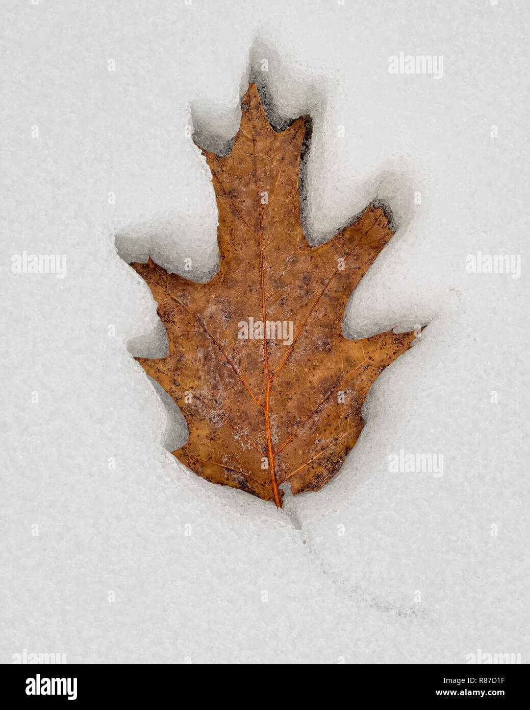 A fallen leaf from an oak tree absorbs heat from the sun and melts a ...
