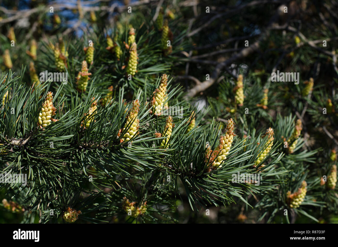 New growth pine cone hi-res stock photography and images - Alamy
