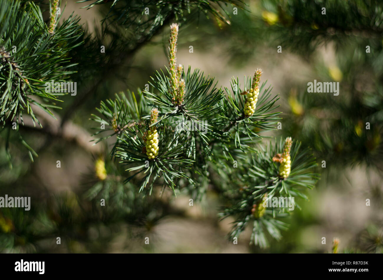 Pine growing new buds of the year during spring Stock Photo - Alamy