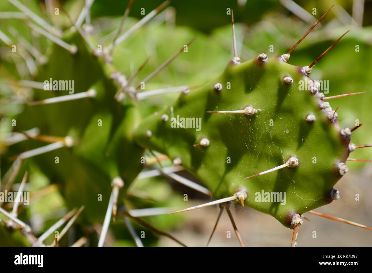 Brazilian cactus hi-res stock photography and images - Alamy