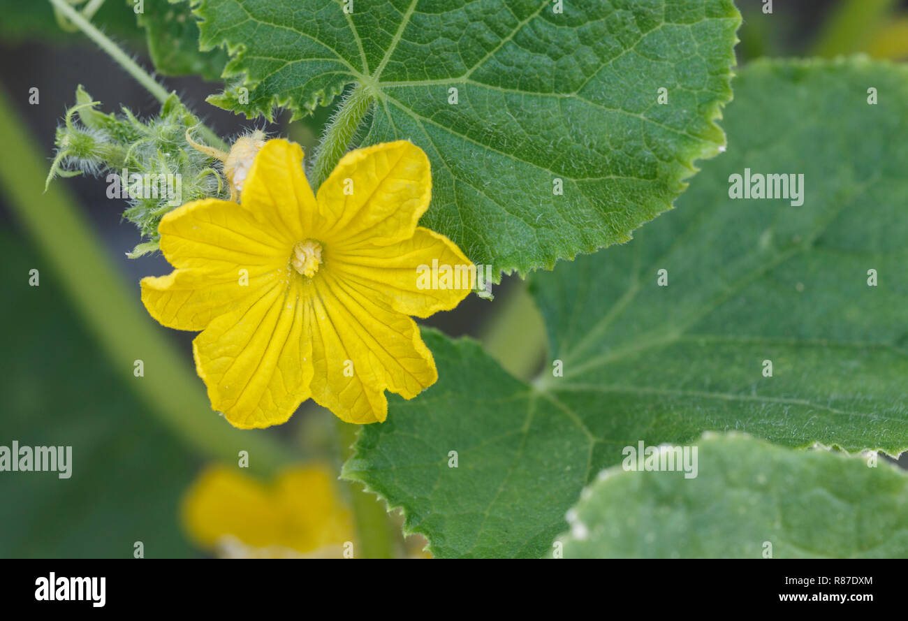 Beautiful cucumber, Cucumis sativus, yellow male flower, open ready for ...
