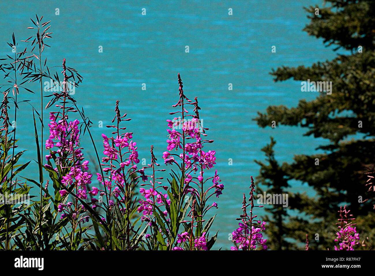 Wildflowers of Alberta. Canada Stock Photo - Alamy