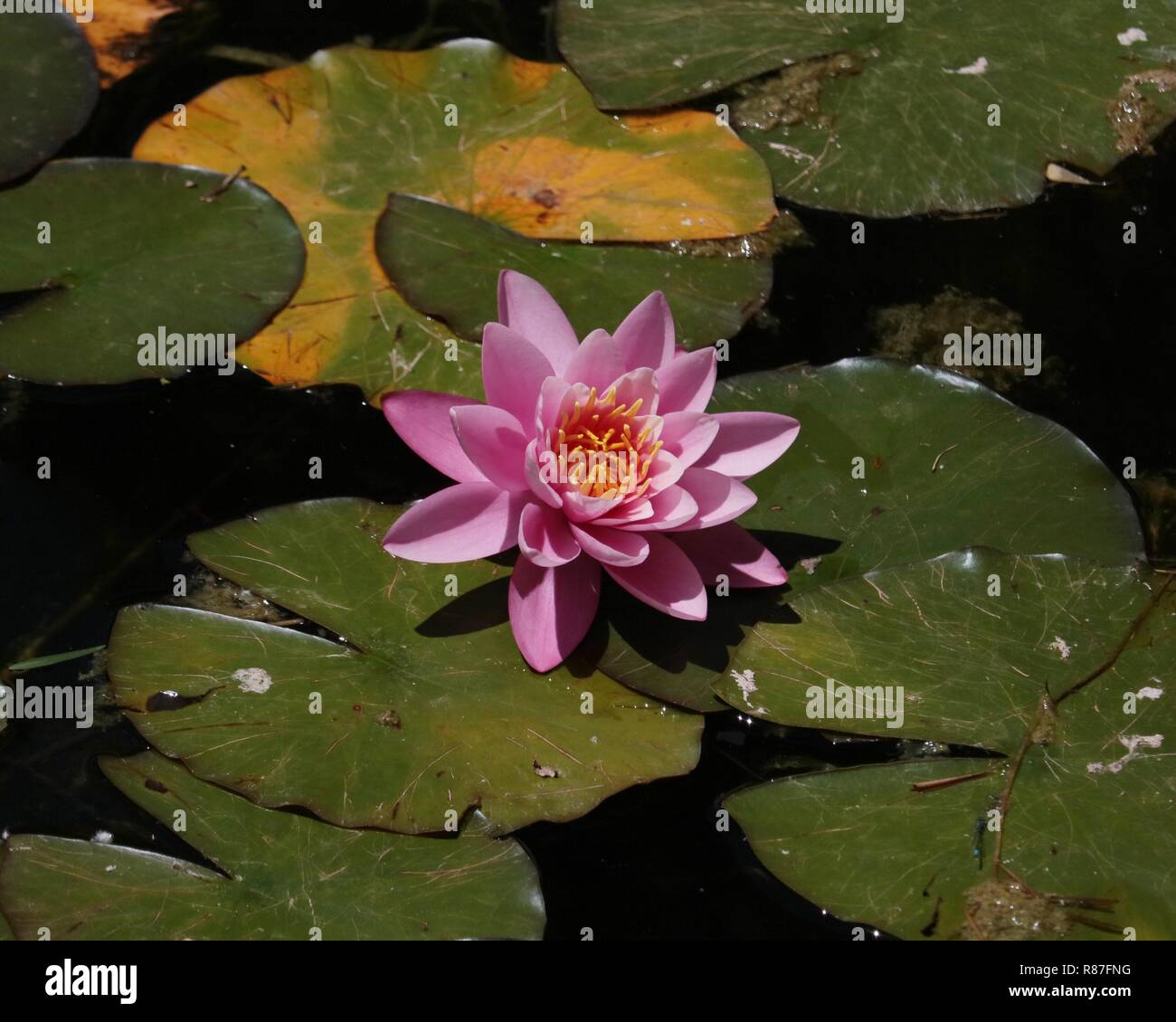 Lotus Flower from swamp Stock Photo - Alamy