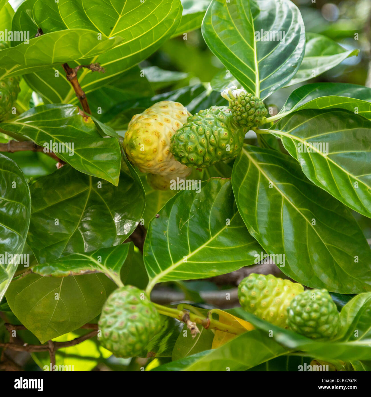 Noni morinda hi-res stock photography and images - Alamy