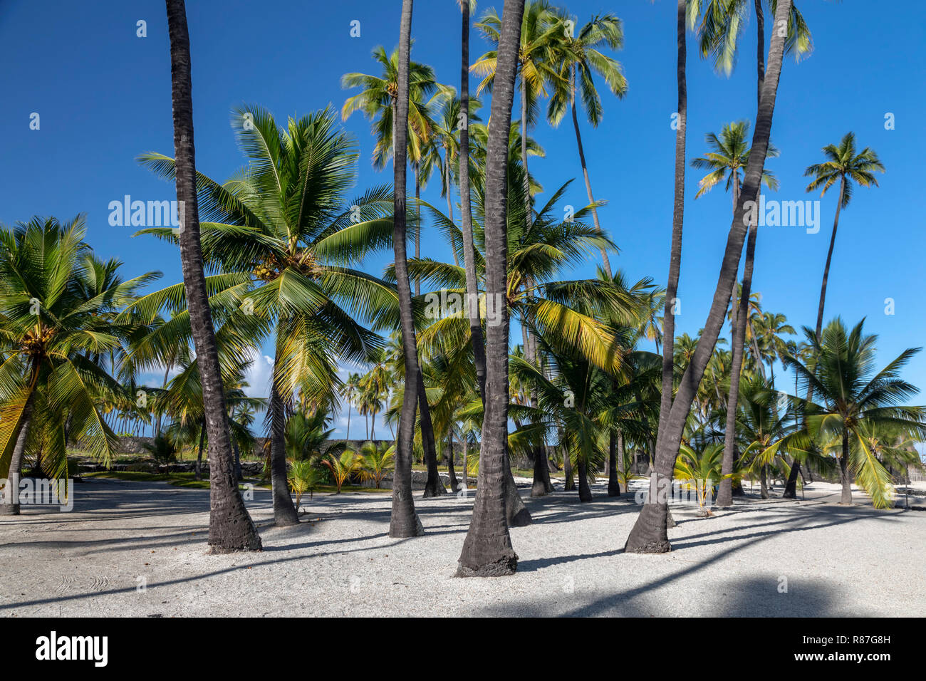 Big island hawaii palm trees hi-res stock photography and images - Alamy