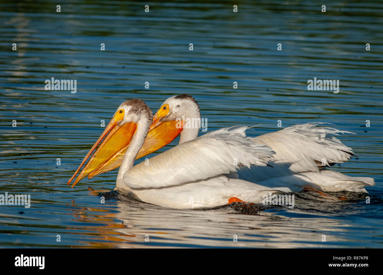 American White Pelicans (Pelecanus erythrorhynchos) swimming in Expo ...