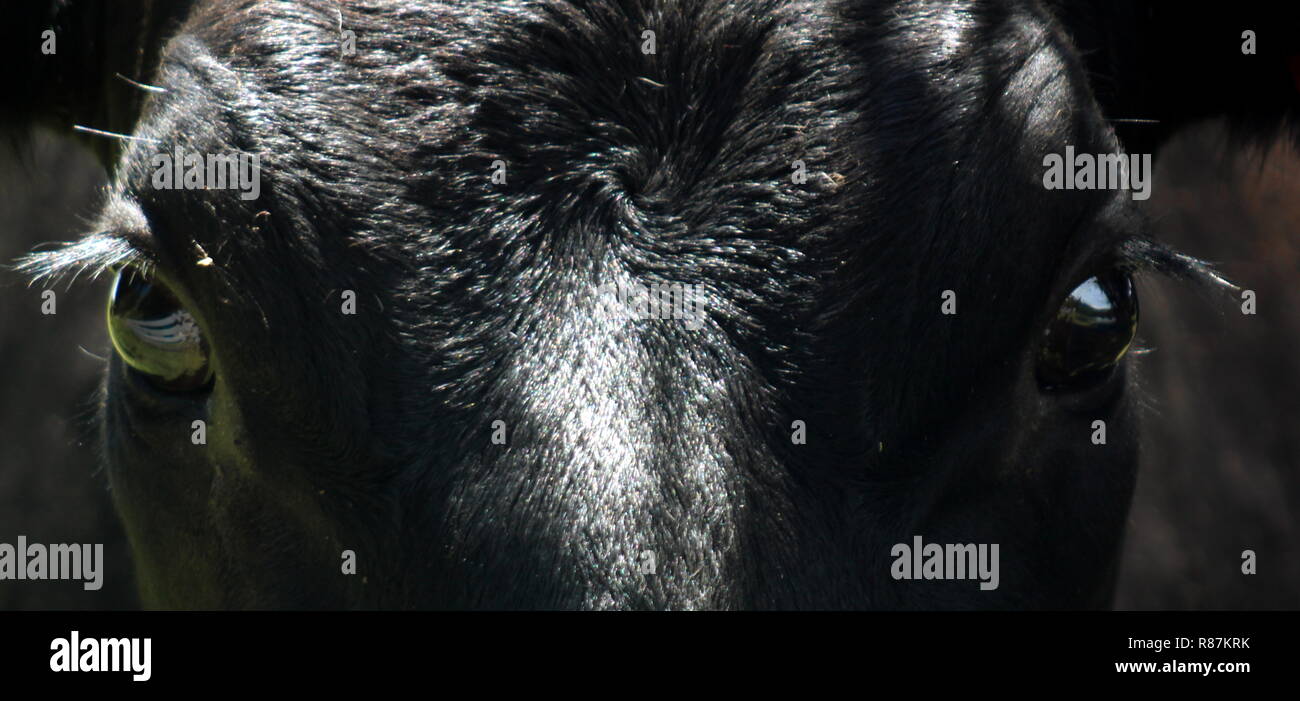 Happy cow portraits Stock Photo - Alamy