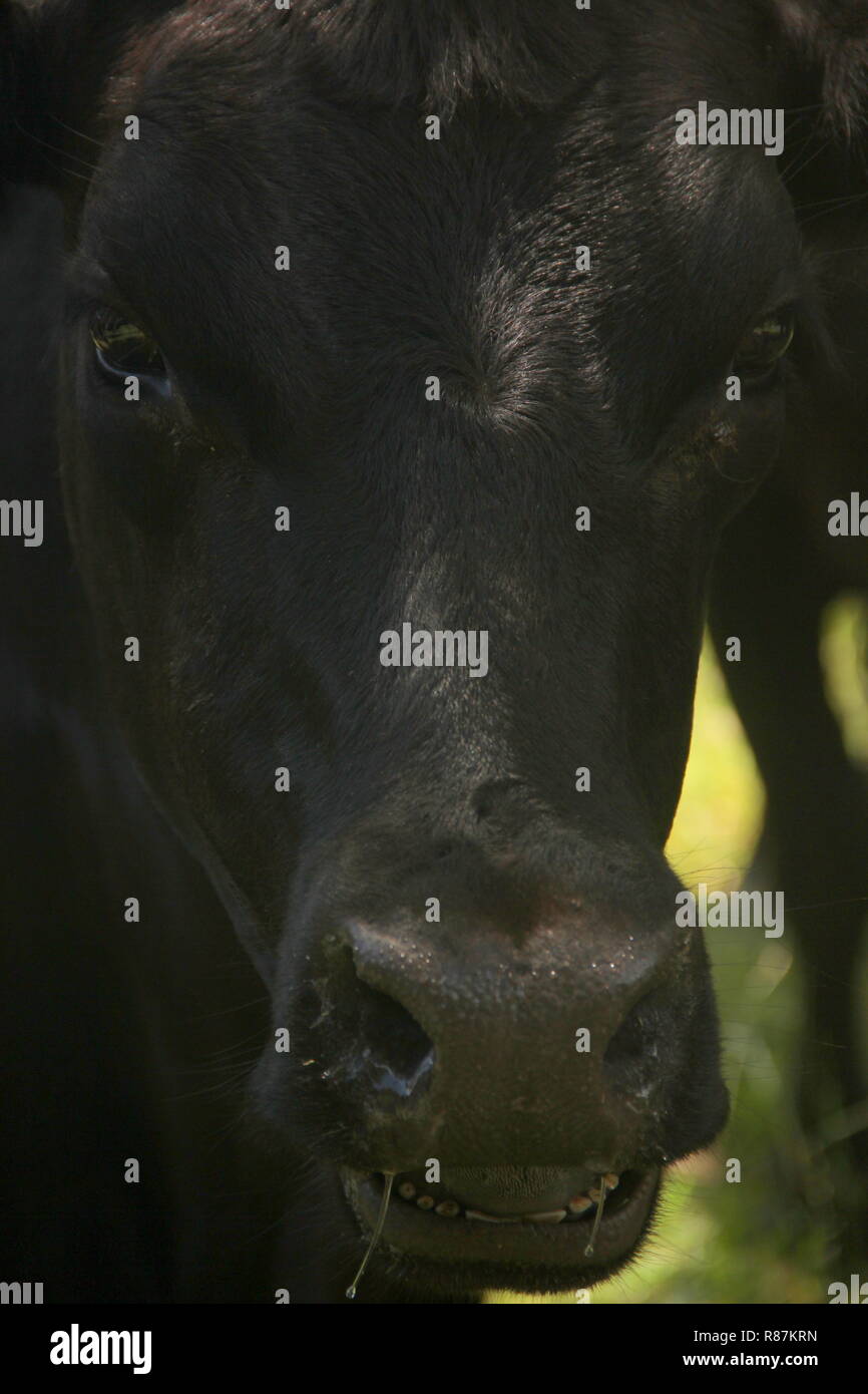Happy cow portraits Stock Photo - Alamy