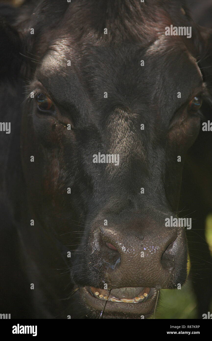 Happy cow hi-res stock photography and images - Alamy