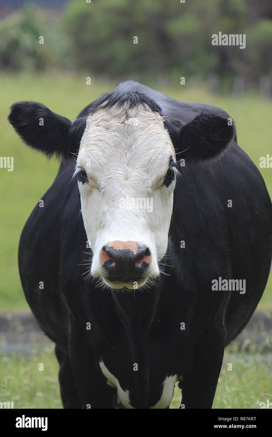 Happy cow portraits Stock Photo - Alamy