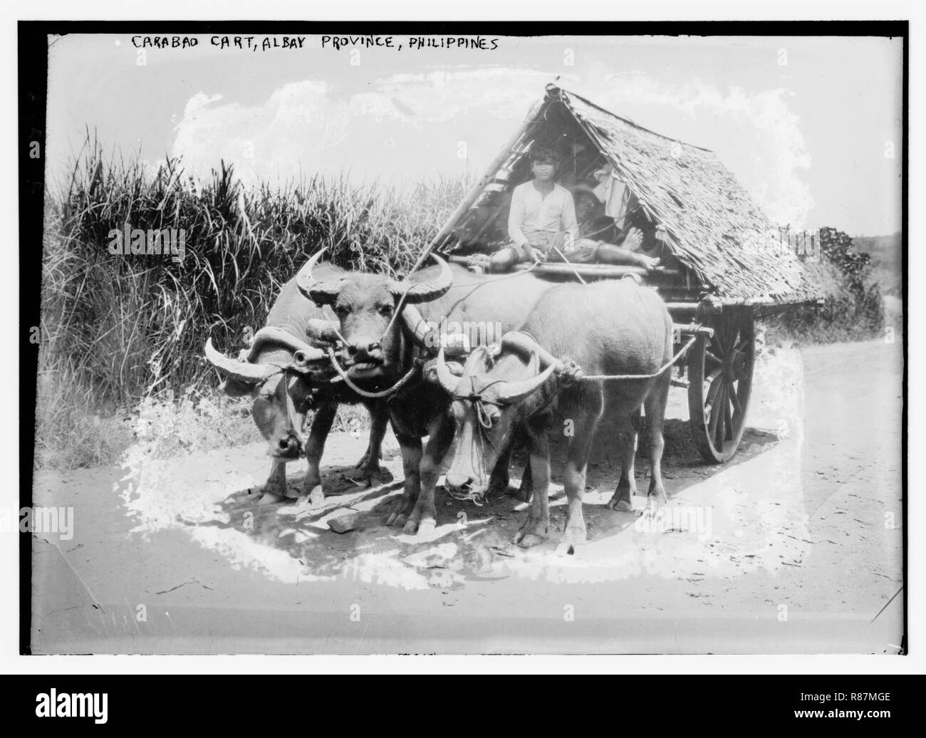 Philippine Carabao Logo