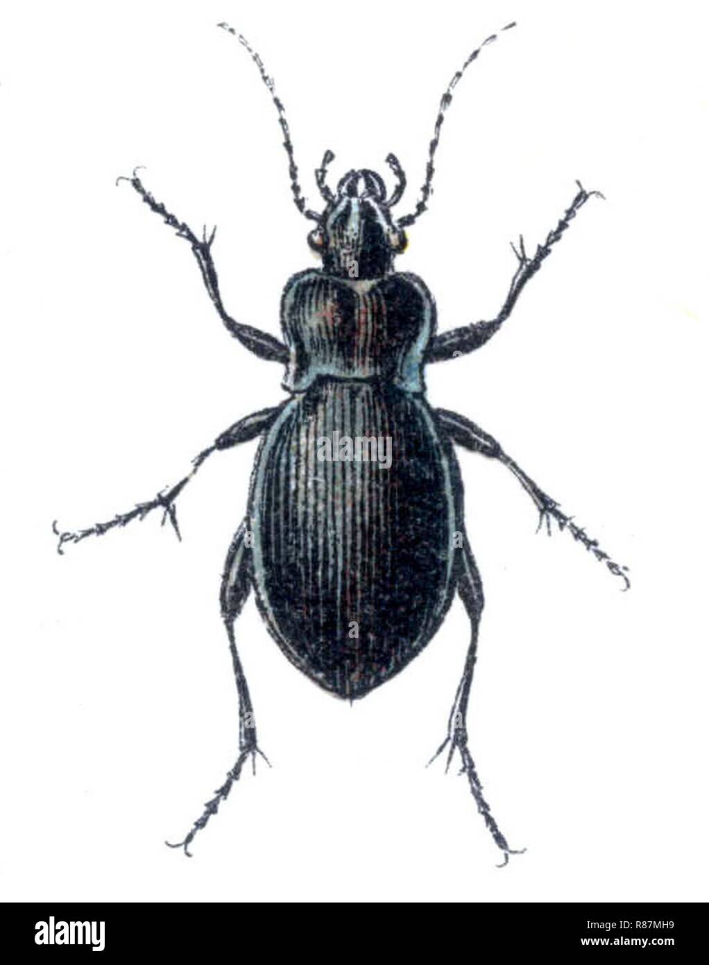 Convexus hi-res stock photography and images - Alamy