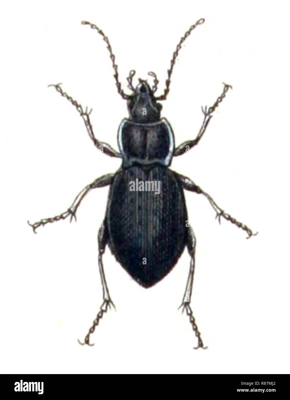 Carabus convexus hi-res stock photography and images - Alamy