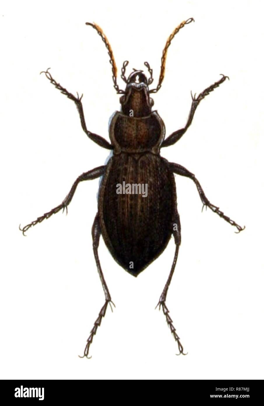 Carabus ullrichii hi-res stock photography and images - Alamy