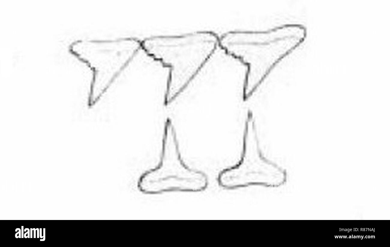 Carcharhinus hemiodon teeth Stock Photo - Alamy