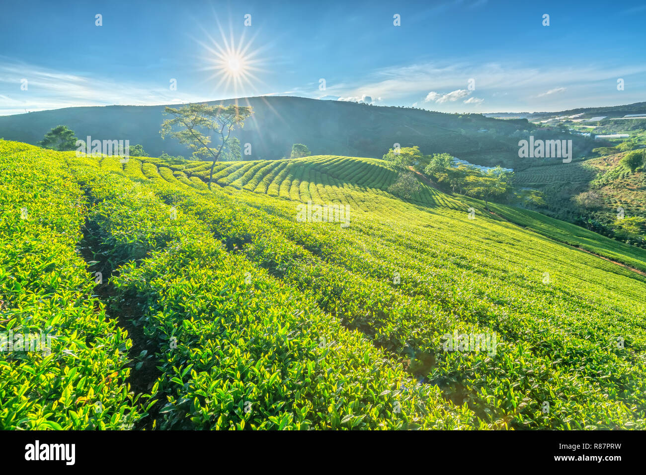 Green tea hill in the highlands in the morning. This tea plantation ...