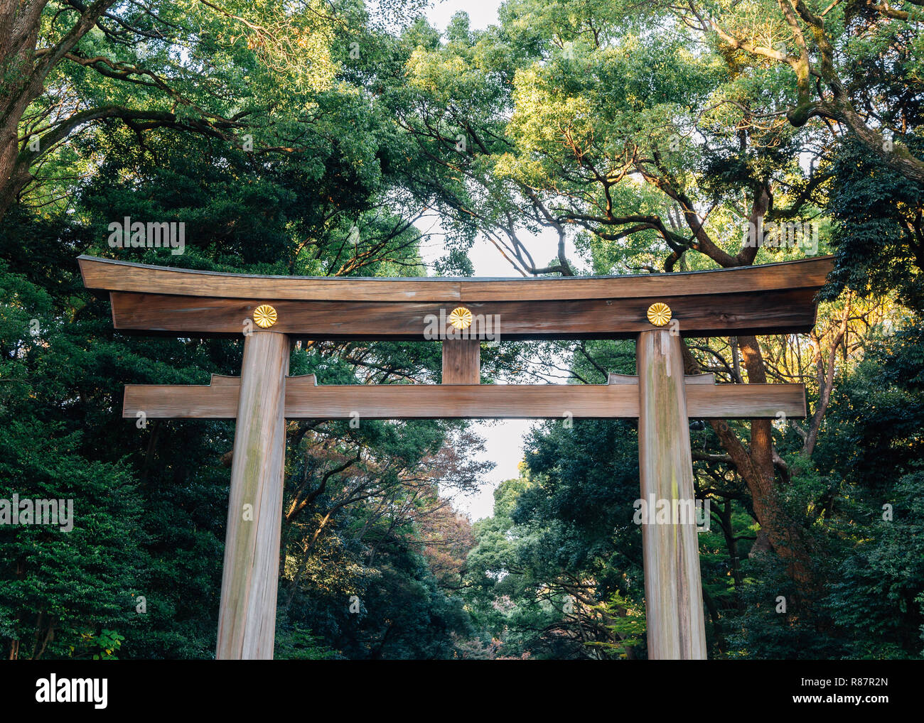 Meiji Jingu shrine Torii gate in Tokyo, Japan Stock Photo - Alamy