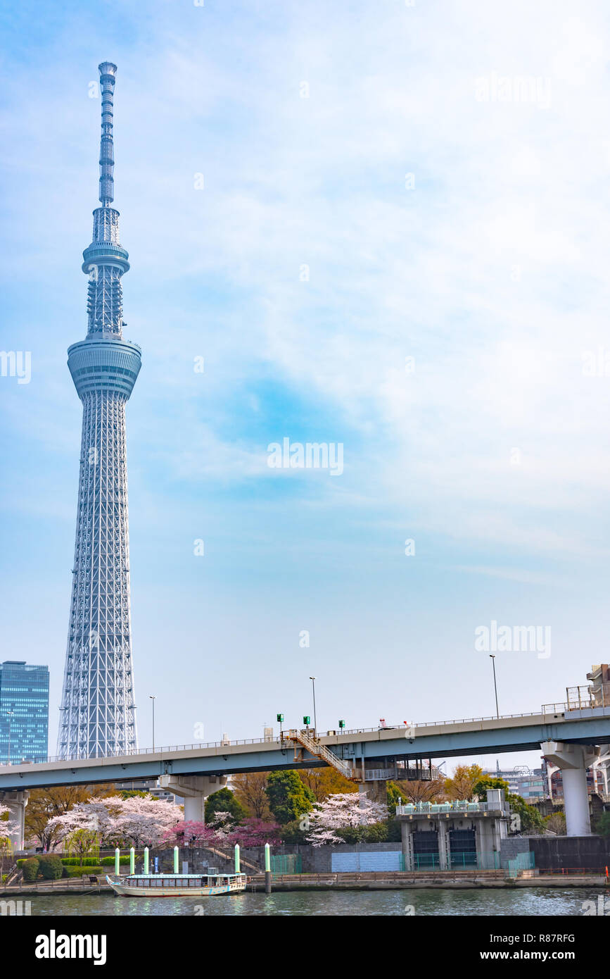 Sumida park cherry blossoms sumida hi-res stock photography and images ...
