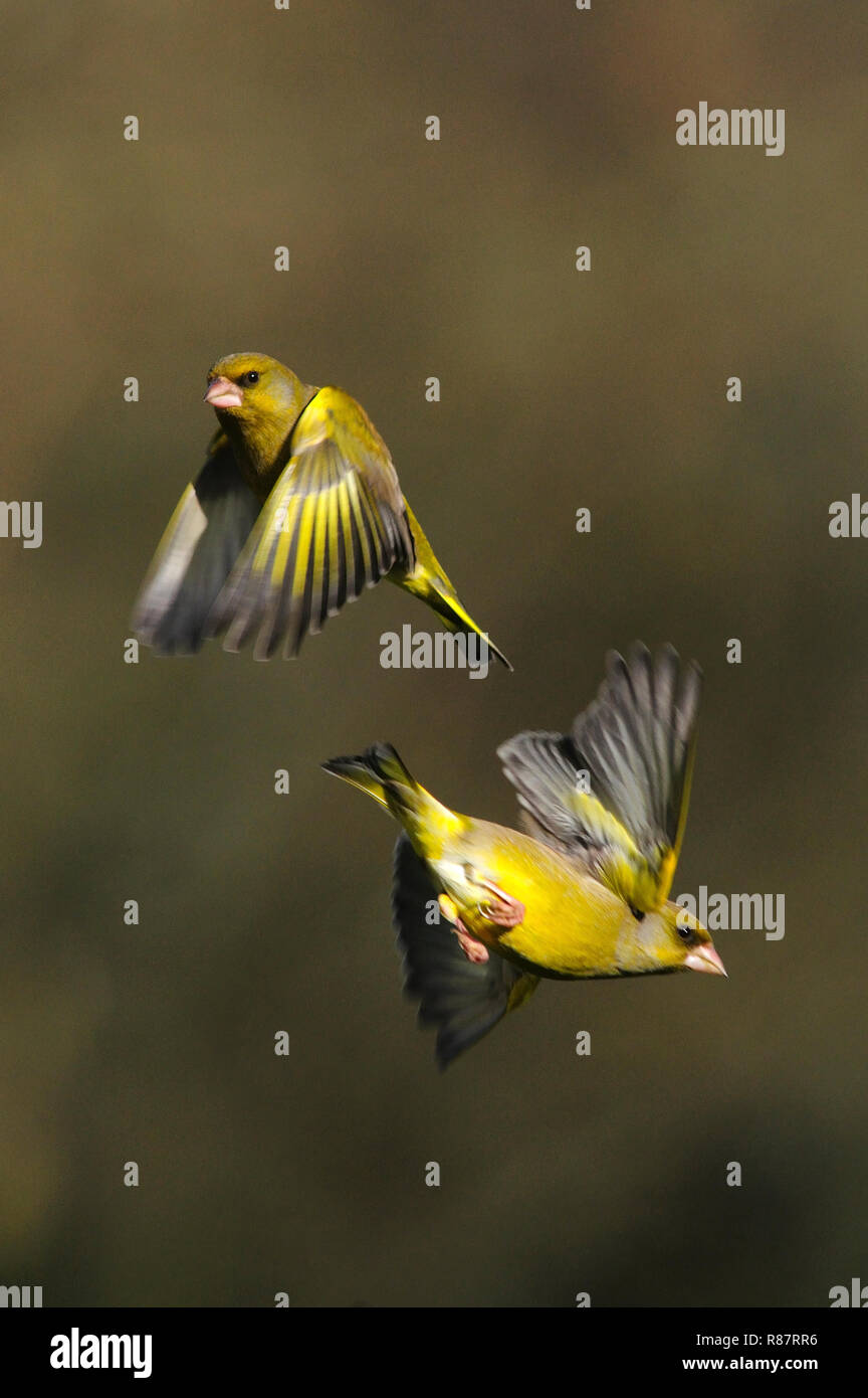 Greenfinch portait hi-res stock photography and images - Alamy
