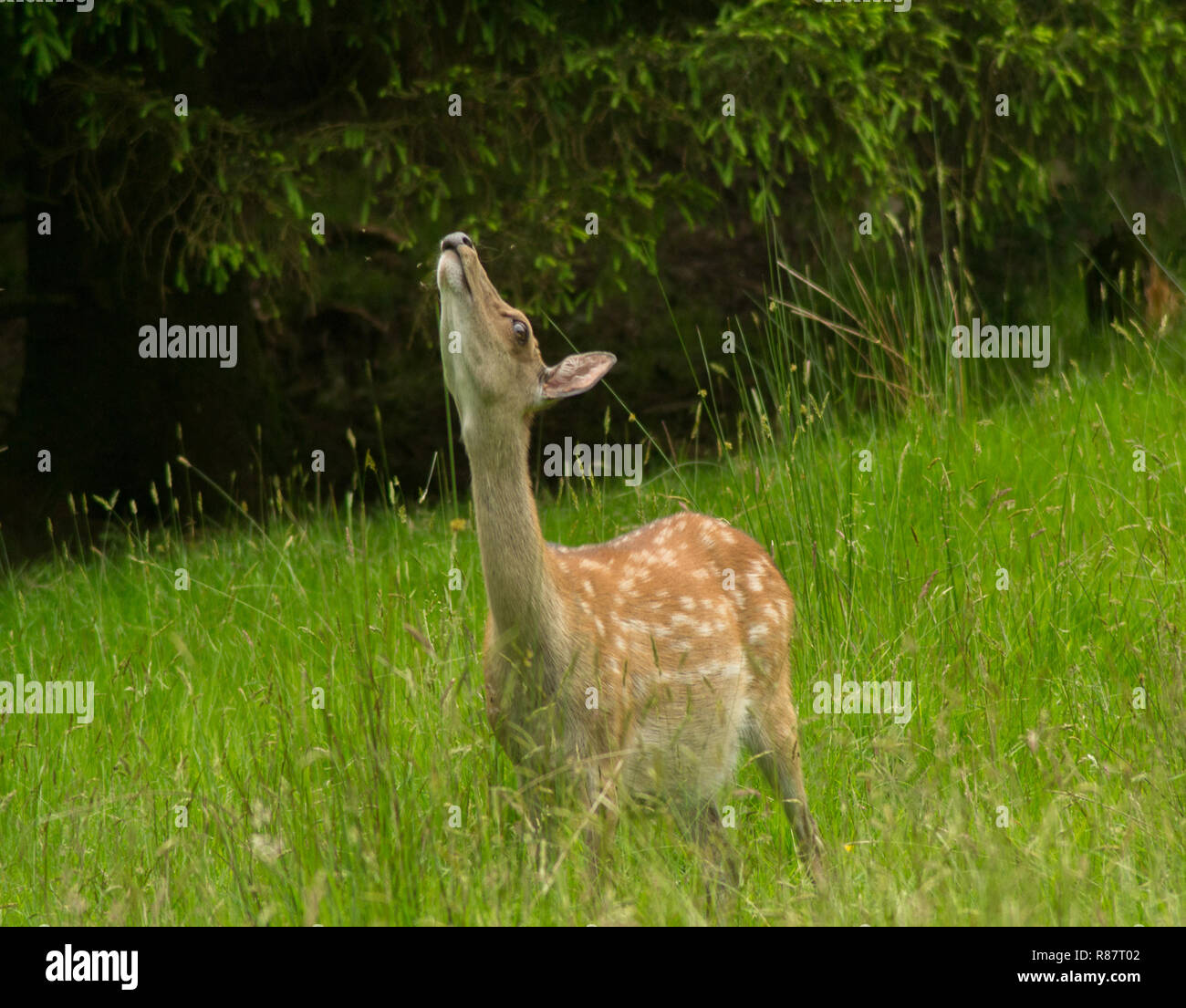 Deer stretching its neck Stock Photo - Alamy