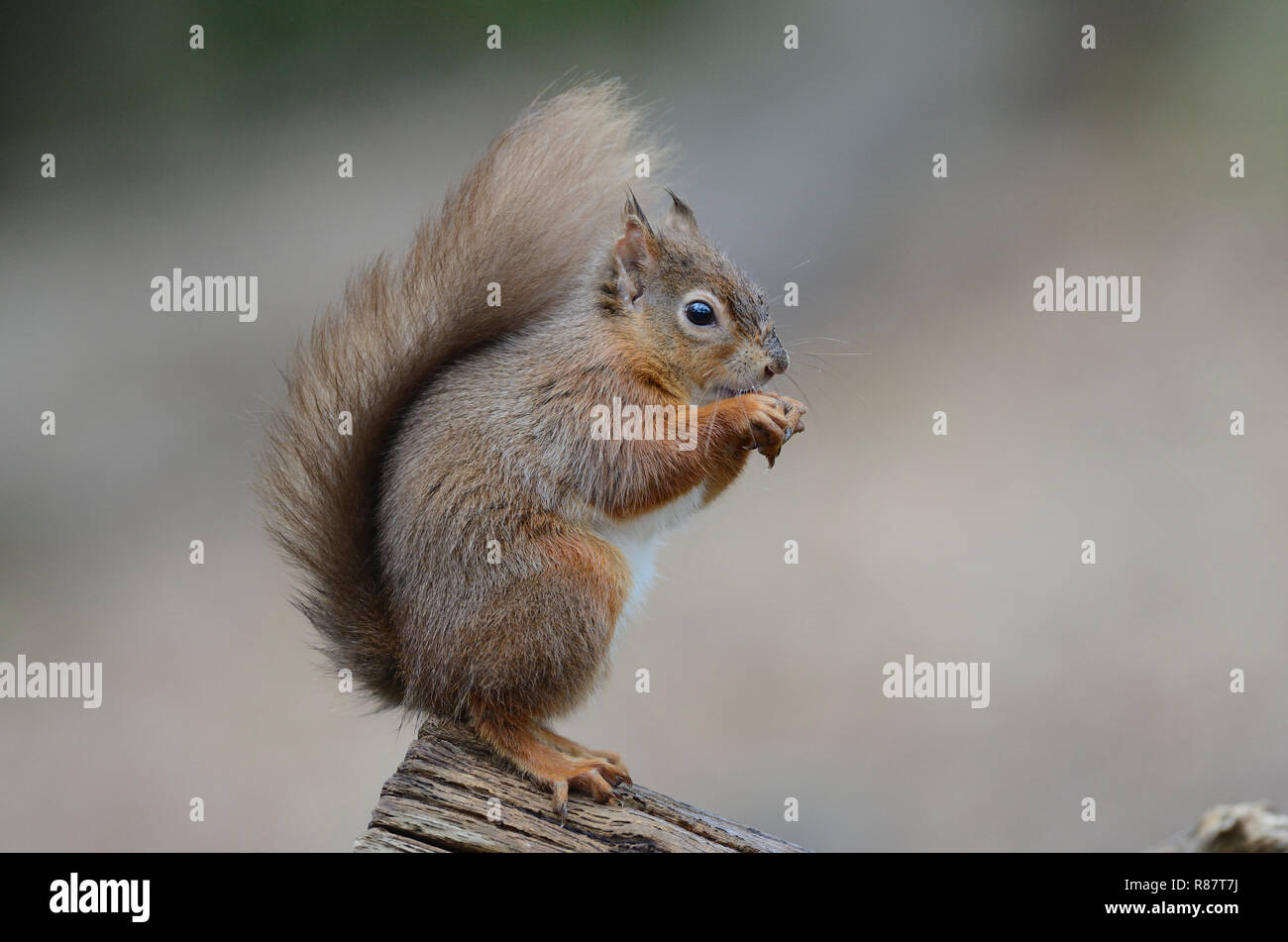 Squirrel acrobatic hi-res stock photography and images - Alamy