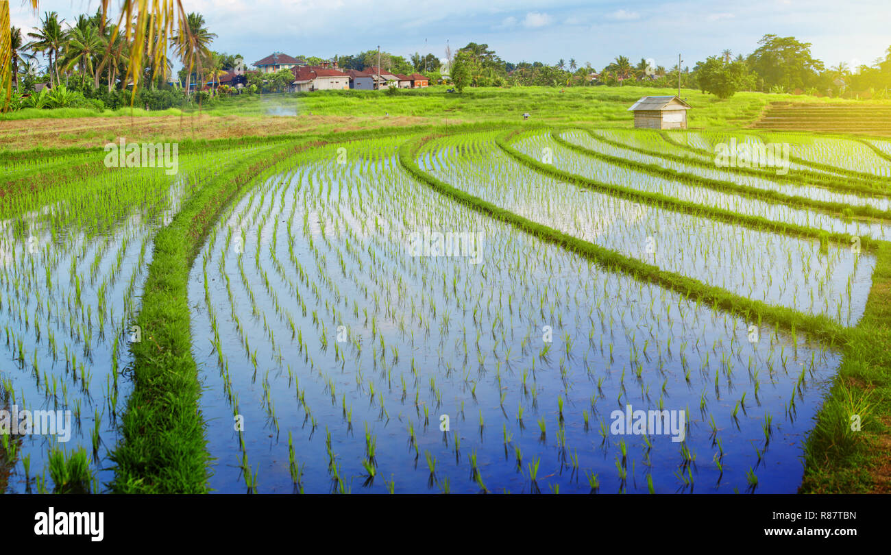 traditional Bali reice field with water; houses and sky panorama Stock ...