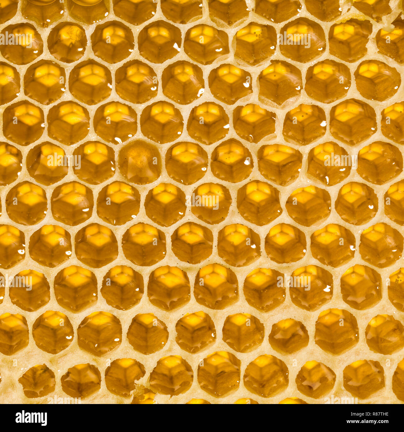 Macro empty honeycomb hi-res stock photography and images - Alamy