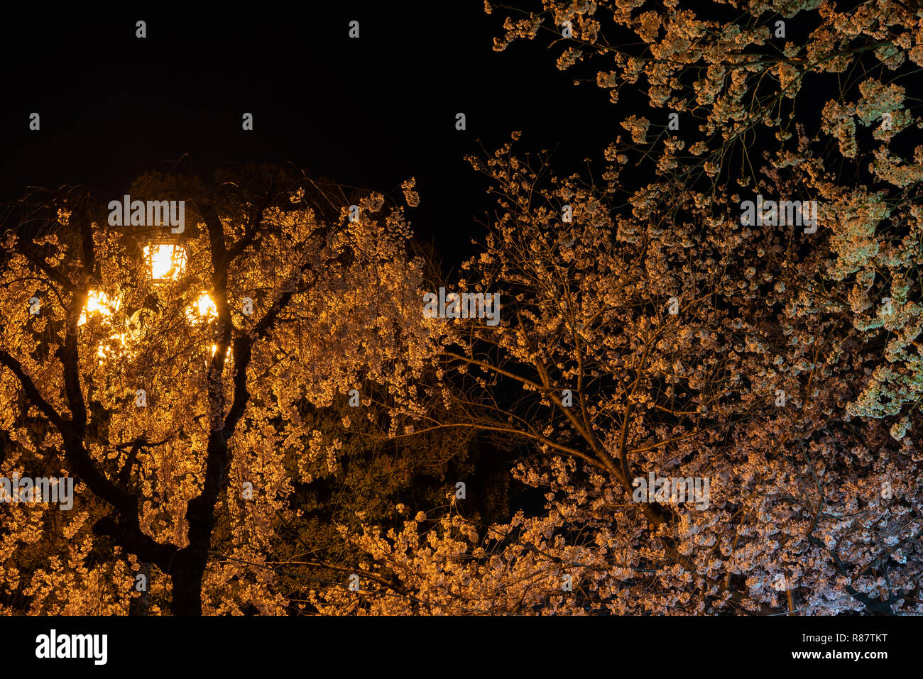 Light cherry hi-res stock photography and images - Alamy