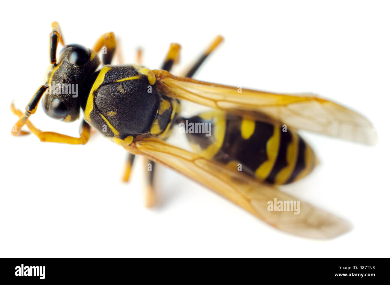 wasp isolated on a white background Stock Photo - Alamy