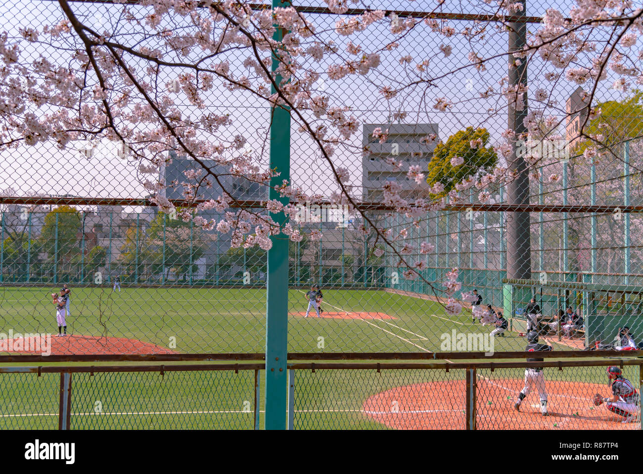 Teenagers playing baseball in cherry blossom season at Tokyo, Japan ...