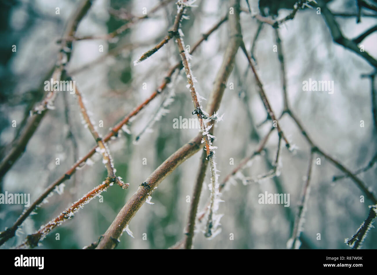 Frozen twigs hi-res stock photography and images - Alamy