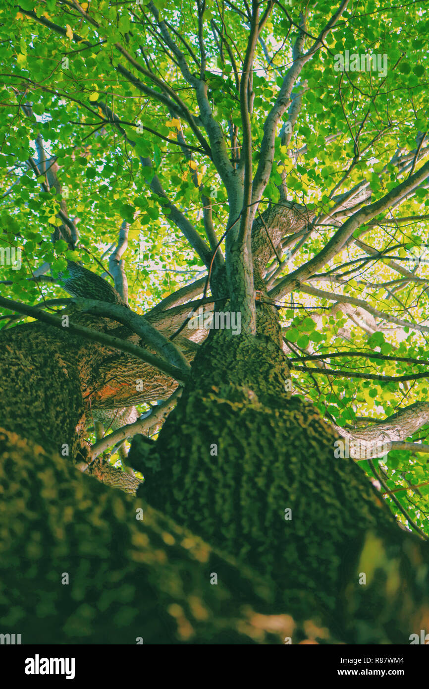 Tree from Below Stock Photo - Alamy