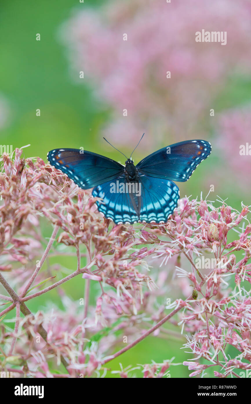 Red Spotted Purple Butterfly High Resolution Stock Photography and ...