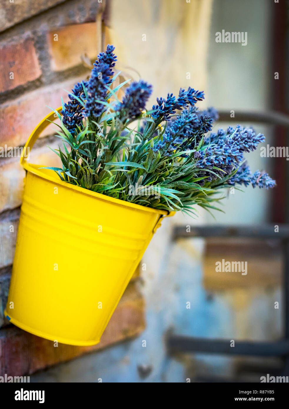 The branches of a young lavender in a yellow bucket Stock Photo - Alamy