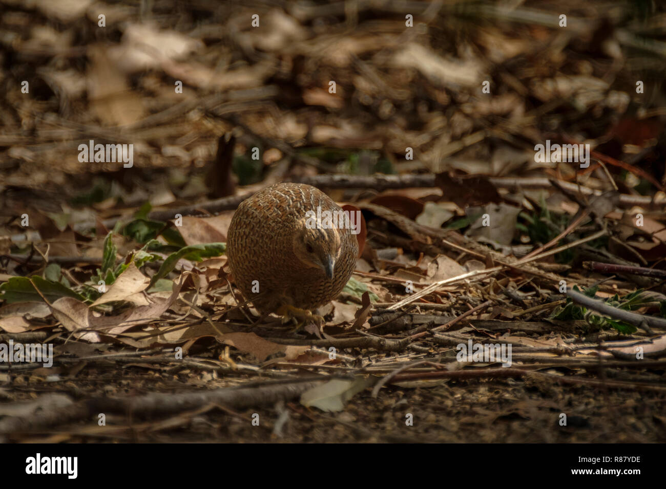 At the Oxley Creek Common Stock Photo - Alamy