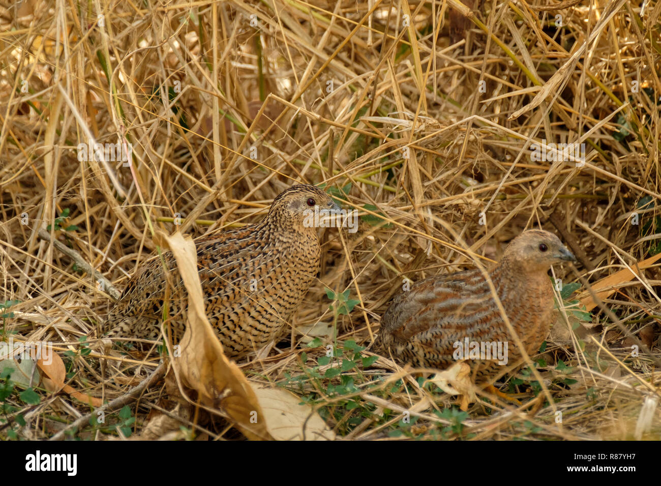 At the Oxley Creek Common Stock Photo - Alamy