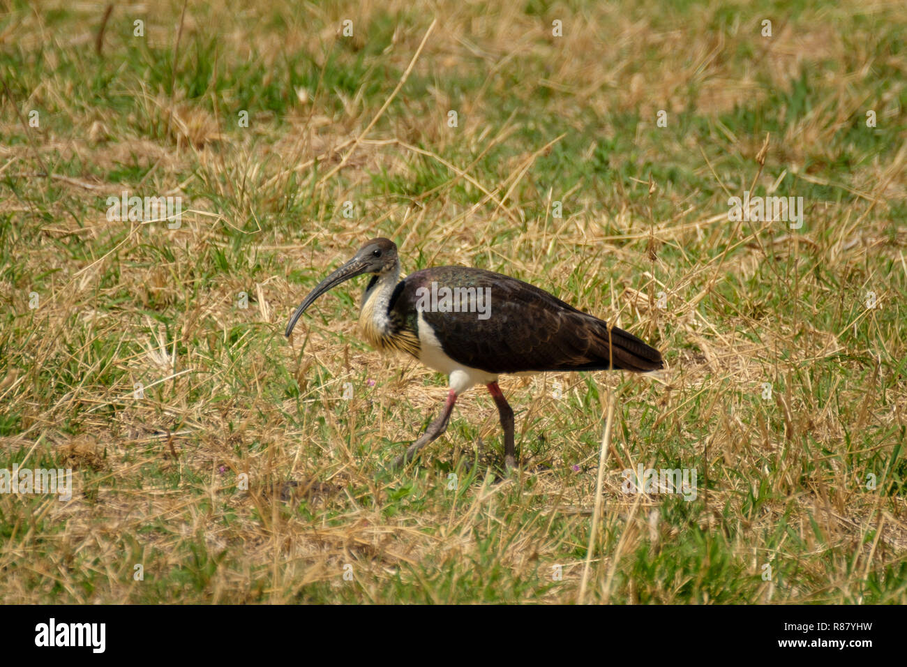 At the Oxley Creek Common Stock Photo - Alamy