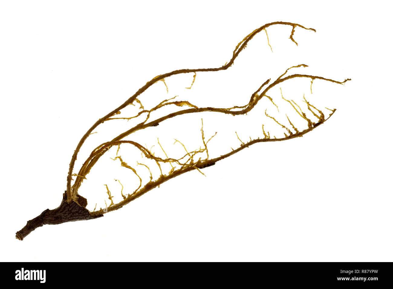 Fibers that involve the pulp of a tamarind fruit inside the shell or ...
