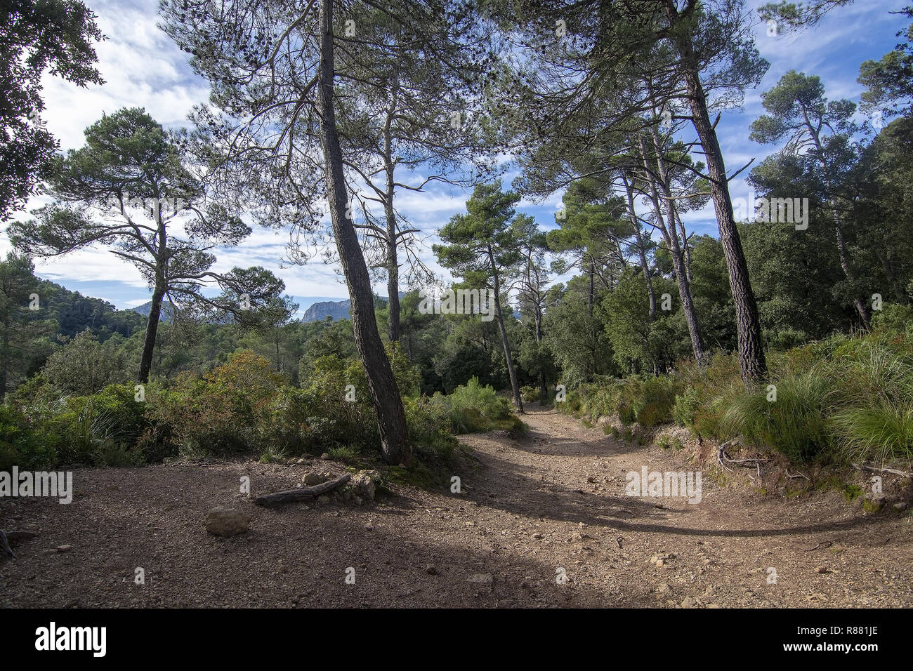 Mediterranean evergreen forest hi-res stock photography and images - Alamy