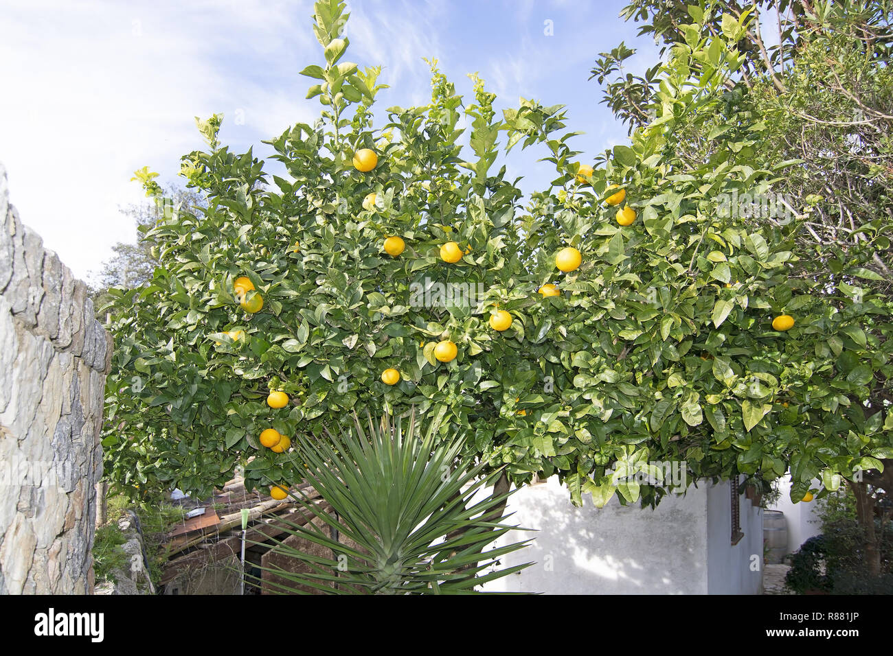Lemon tree with ripe fruits inside a stonewalled garden in December in ...