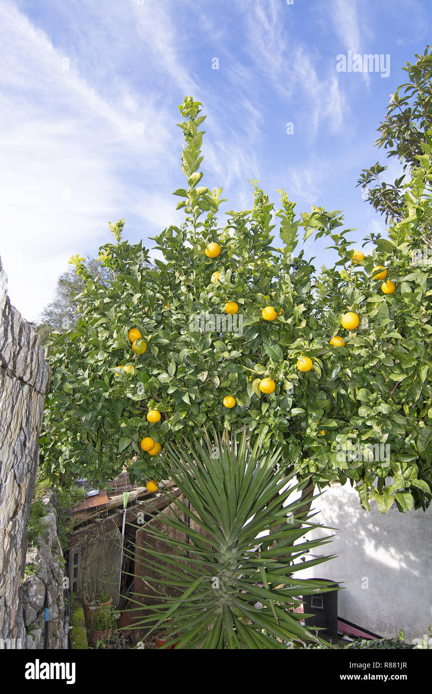 Lemon tree with ripe fruits inside a stonewalled garden in December in ...