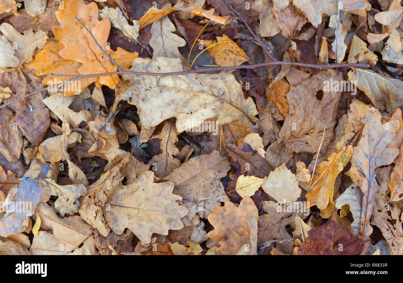 Autumn leaves background. Fallen leaves on the ground Stock Photo - Alamy