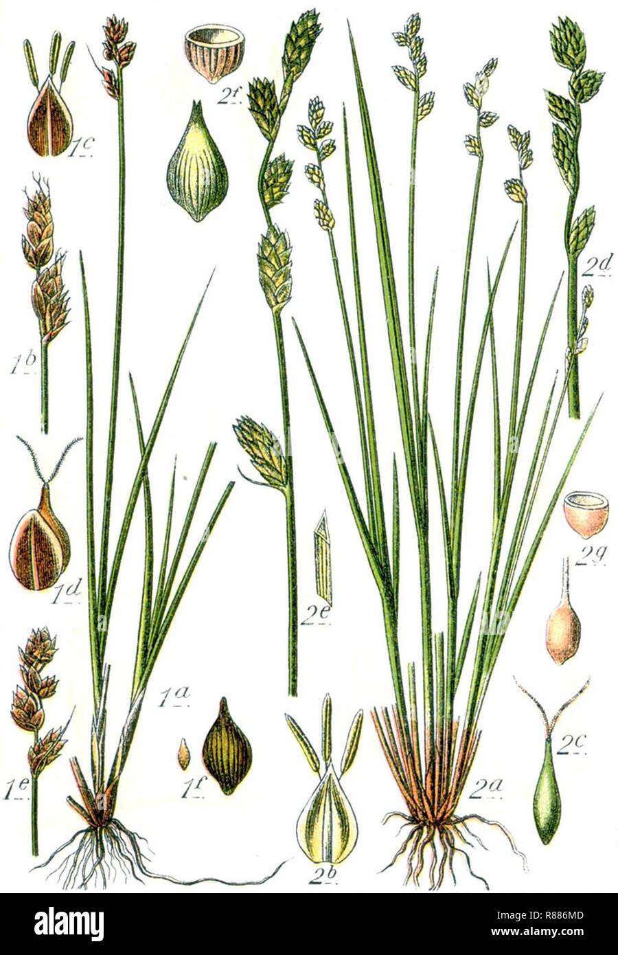 Carex spp Sturm34 Stock Photo - Alamy
