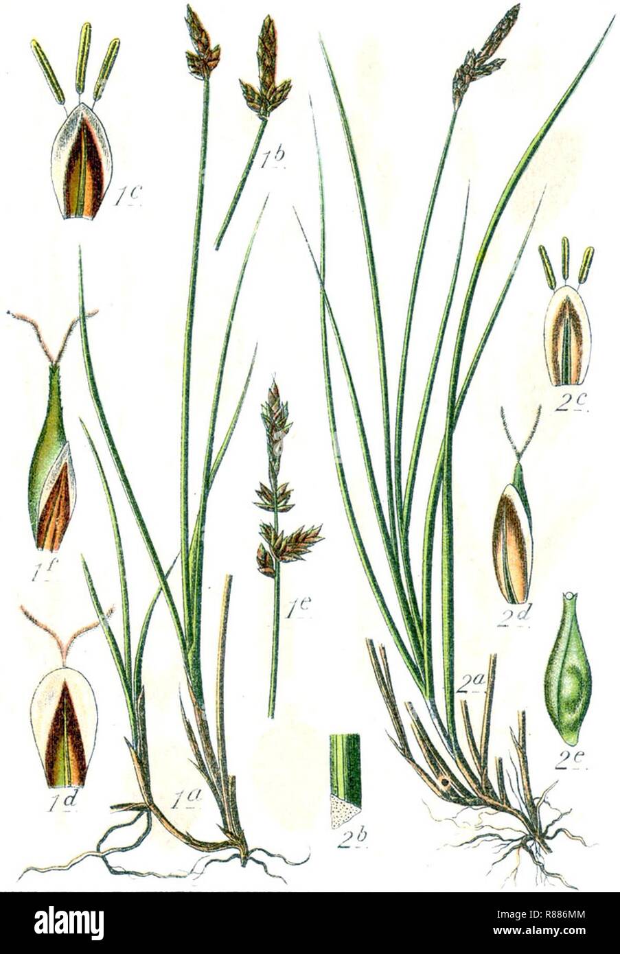 Carex spp hi-res stock photography and images - Alamy